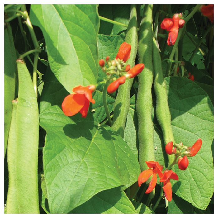 Red Scarlet Runner Beans Scarlet Runner Bean – Revival Seeds