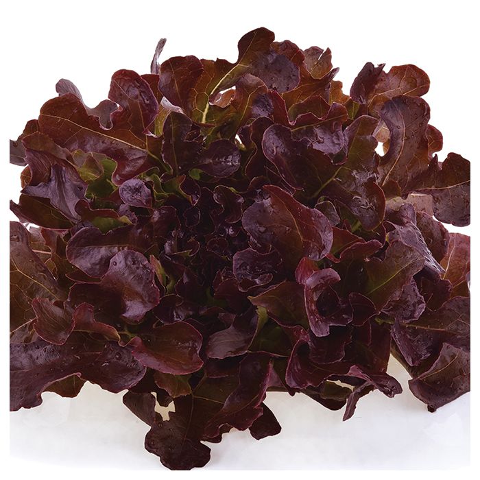 oakleaf lettuce red