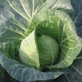 Cabbage pointed 'Duncan' - Gardeners Kitchen, grow your own cabbage,