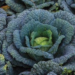 Cabbage Savoy 'providence' - Gardeners Kitchen, grow your own savoy ...