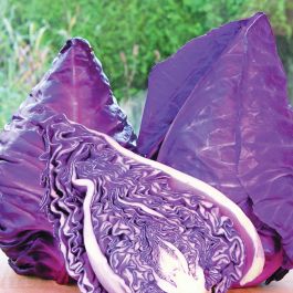 Cabbage ‘Kalibos’