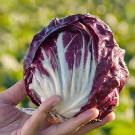 'Radicchio Indigo' - Gardeners Kitchen, grow your own radicchio,