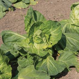 Cabbage pointed 'Greyhound' - Gardeners Kitchen, grow your own cabbage,