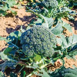 Calabrese 'Green magic' - Gardeners Kitchen, Grow your own calabrese ...