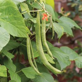 Runner bean 'Hestia' - Gardeners Kitchen, grow your own patio runner bean,