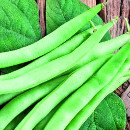 Dwarf French bean - Canadian Wonder | Gardeners Kitchen, How to grow ...