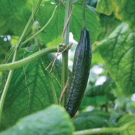Cucumber Telegraph | Gardeners Kitchen, grow your own telegraph, how to ...
