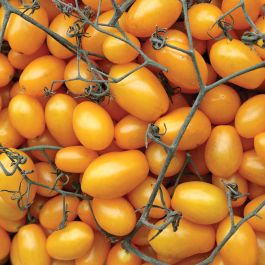 Tomato Yellow 'F1 Golden Ruby' - Gardeners Kitchen, grow your own ...