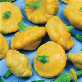Mini Yellow Squash 'F1 Sunbeam' - Gardeners Kitchen, grow your own mini ...