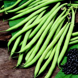 Climbing French Bean 'Cobra' - Grow your own climbing french beans with ...