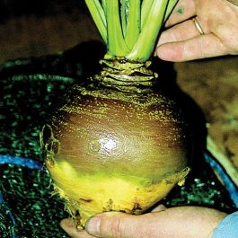 Swede 'Invitation'|Gardeners Kitchen, clubroot resistant,grow your own ...