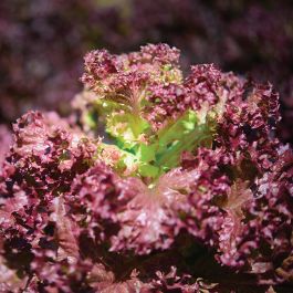 'Red Lollo Rosso' lettuce - Gardeners Kitchen, grow your own lollo rosso,